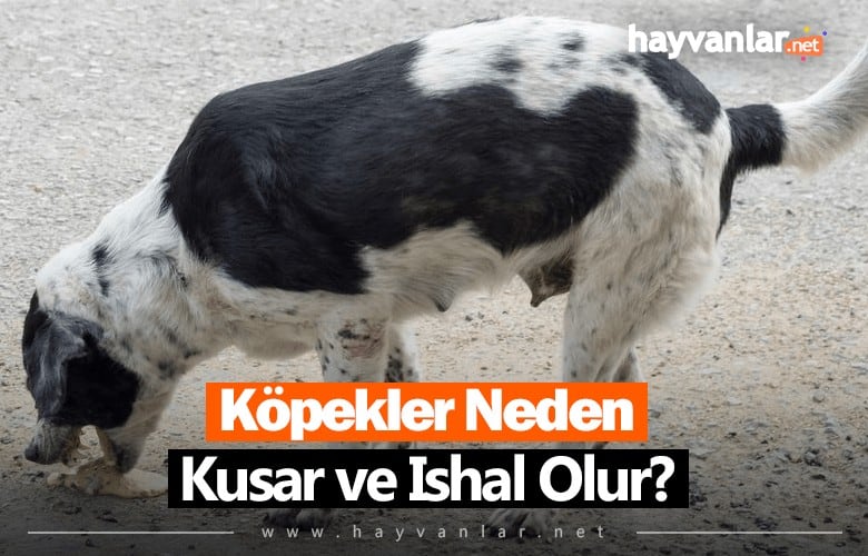 Köpekler Neden Kusar ve İshal Olurlar? - Hayvanlar.net