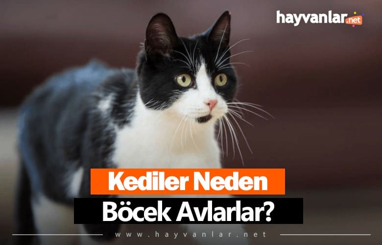 Kediler Neden Böcek Avlar? - Hayvanlar.net