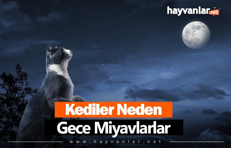 Kediler Neden Gece Miyavlar - Hayvanlar.net