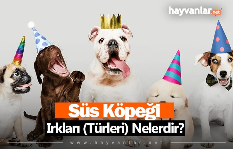 Süs Köpeği Irkları (Türleri) Nelerdir - Hayvanlar.net
