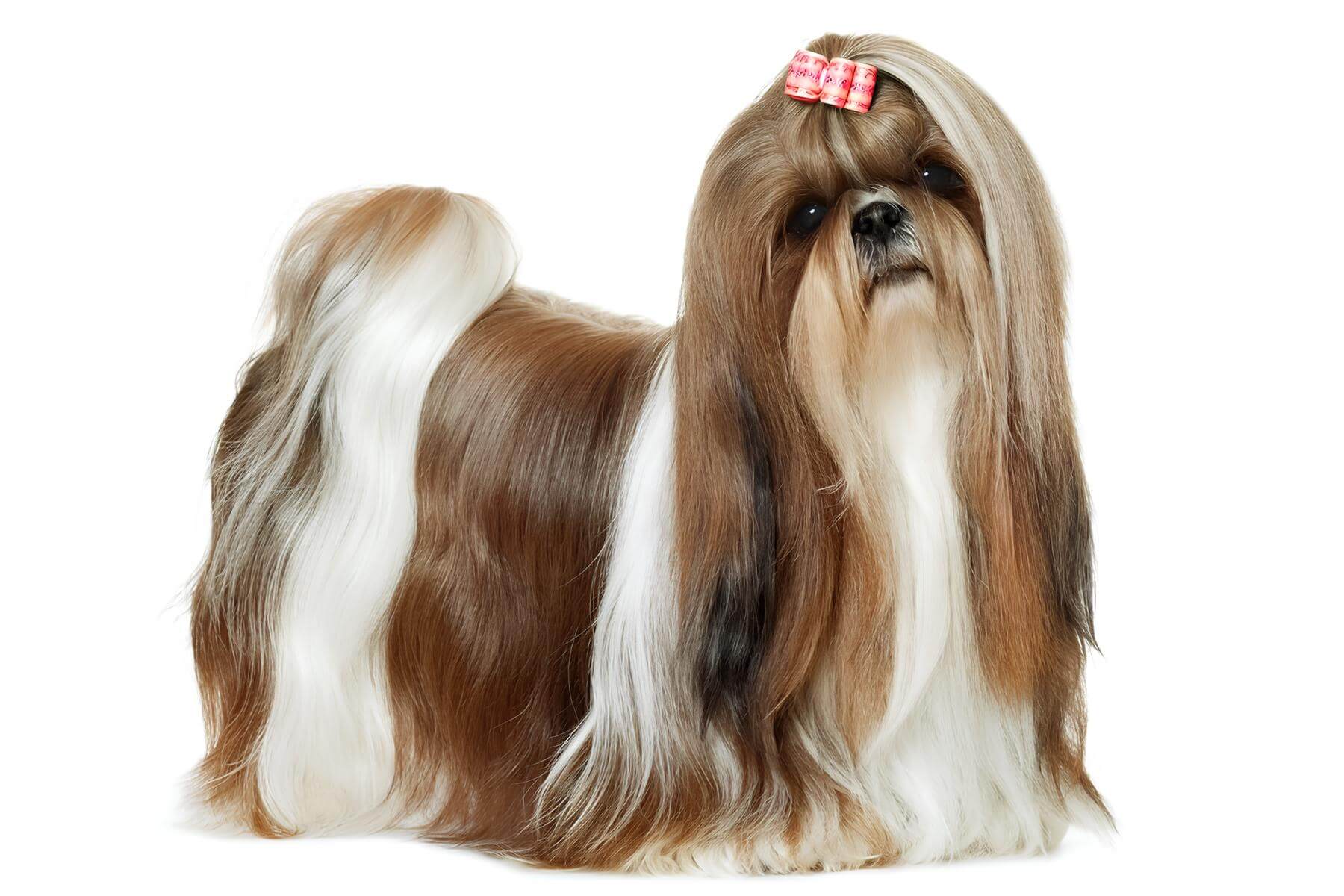 Shih Tzu Köpek Irkı: Özellikleri ve Bakımı - Hayvanlar.net