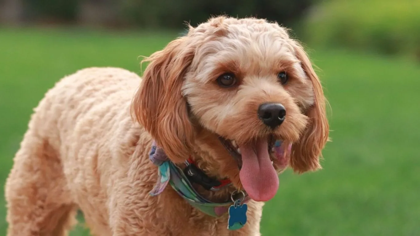 Cavapoo (Cavoodle) Özellikleri ve Bakımı - Hayvanlar.net
